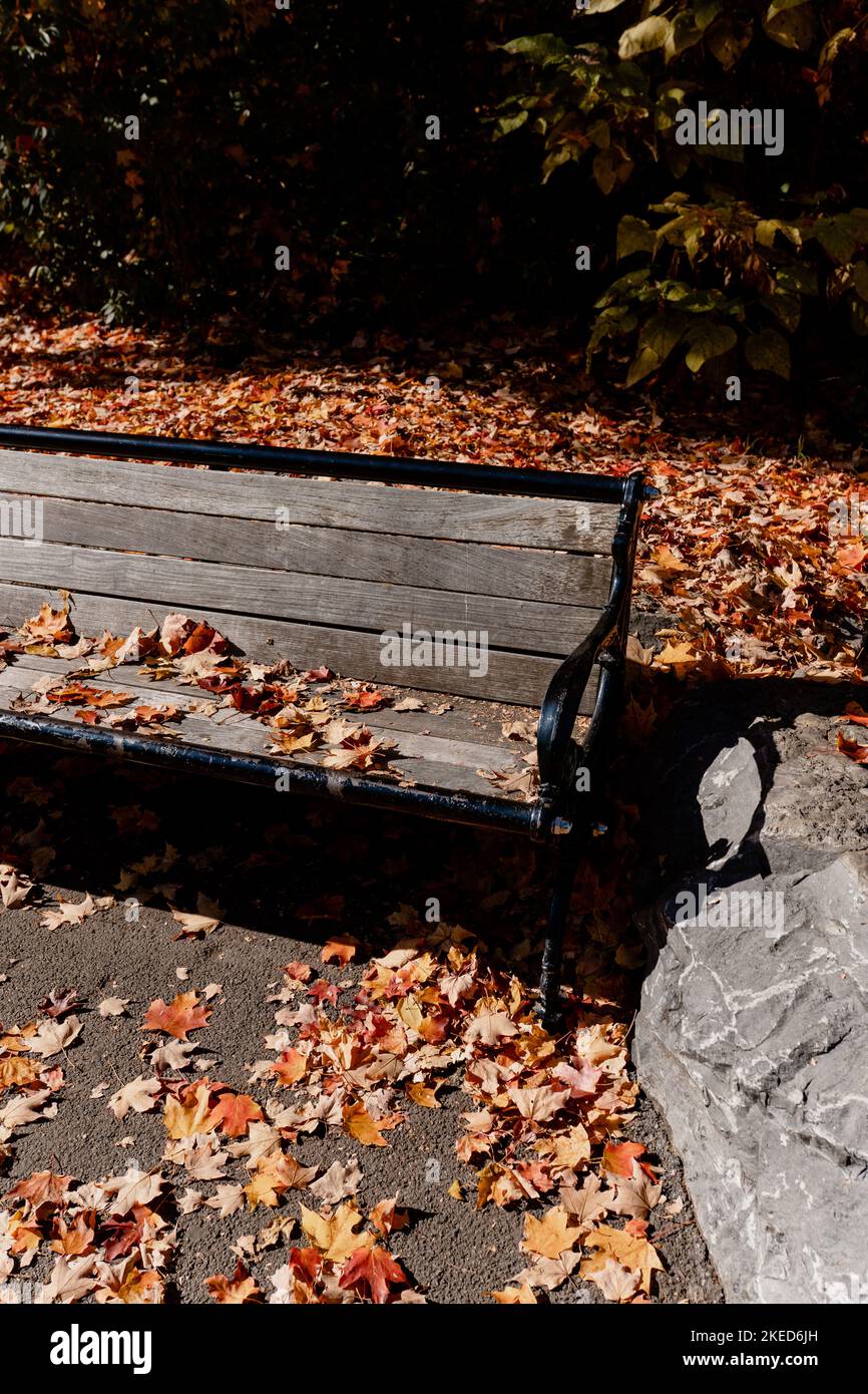Bench in the autumn park. Golden autumn, leaves fall from the tree ...