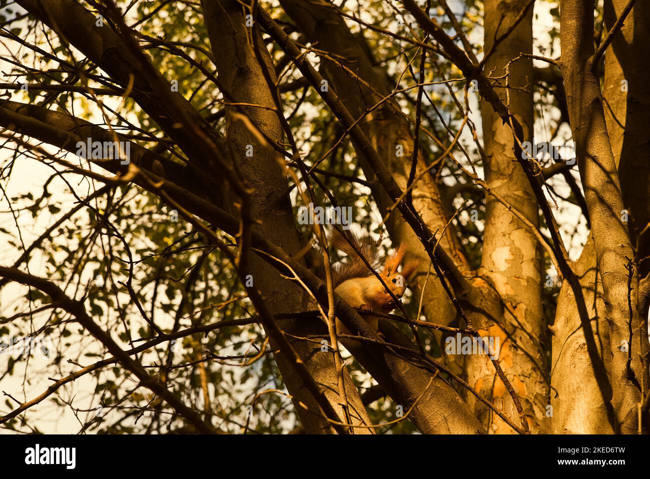 Curious red squirrel peeking behind the tree trunk Stock Photo - Alamy