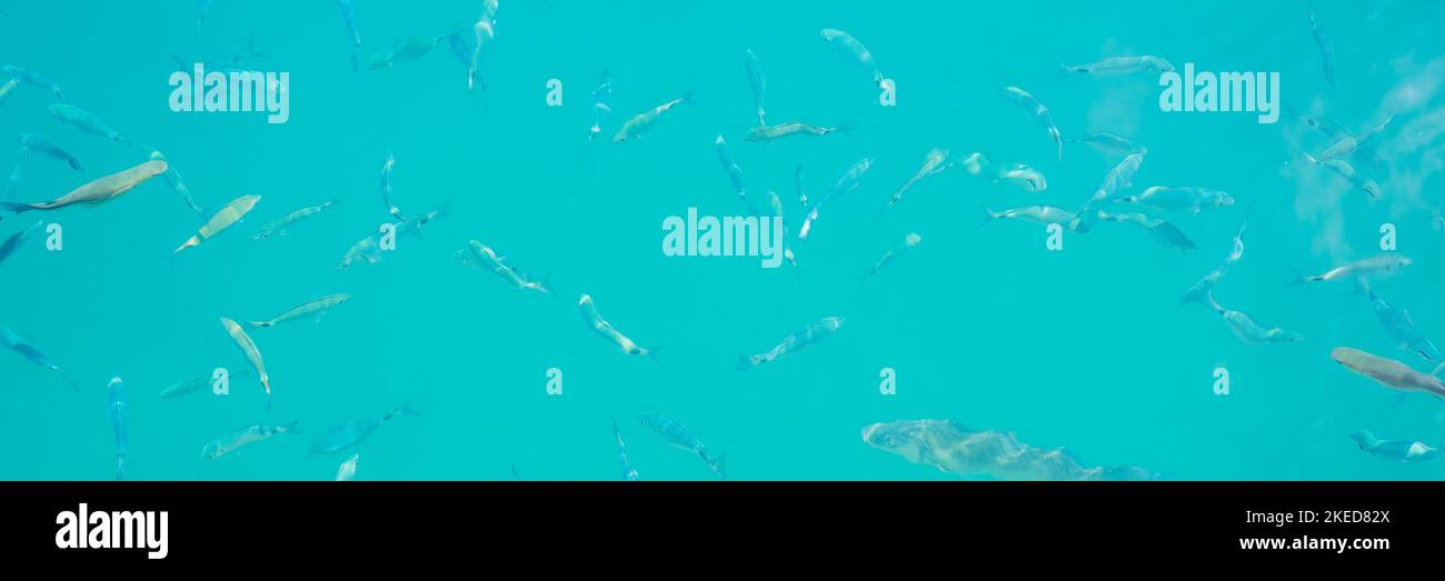 Blue transparent water with fish . Turquoise sea water background ...