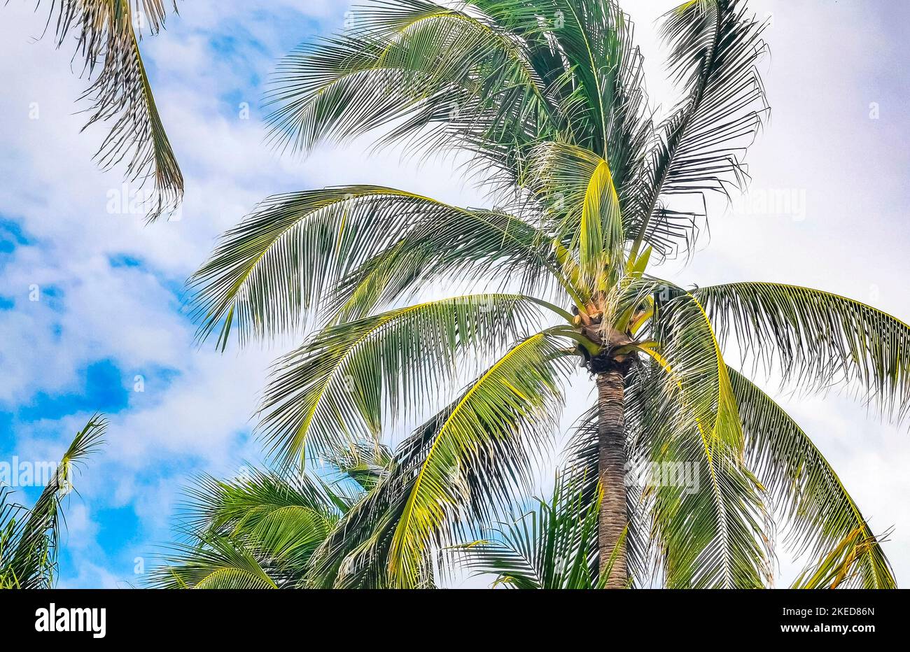 Tropical natural mexican palm tree with coconuts and blue sky ...