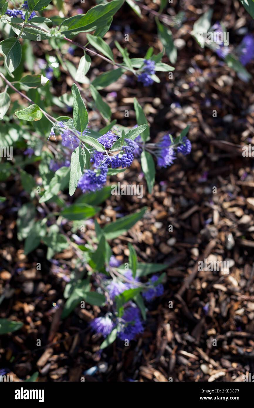 herbaceous plants Caryopteris Dark Knight called Bluebeards shrub with ...