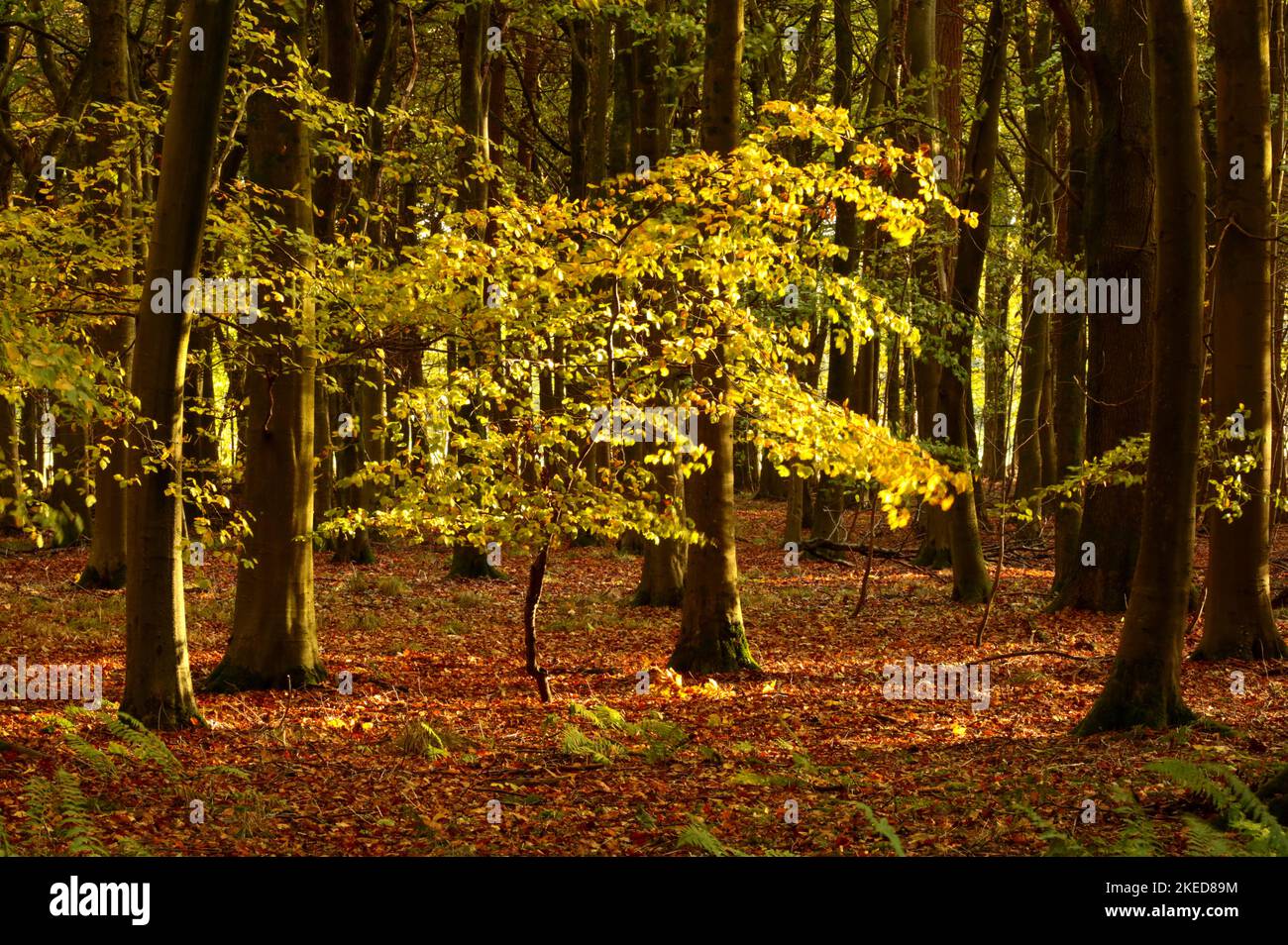 Sunlit autumn colour, woodland trees and leaves Stock Photo - Alamy