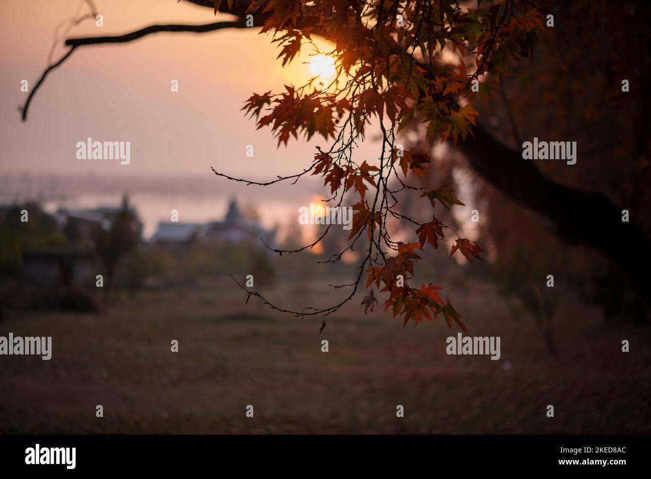 View of changed colour Maple leaves at a Mughal garden during the ...