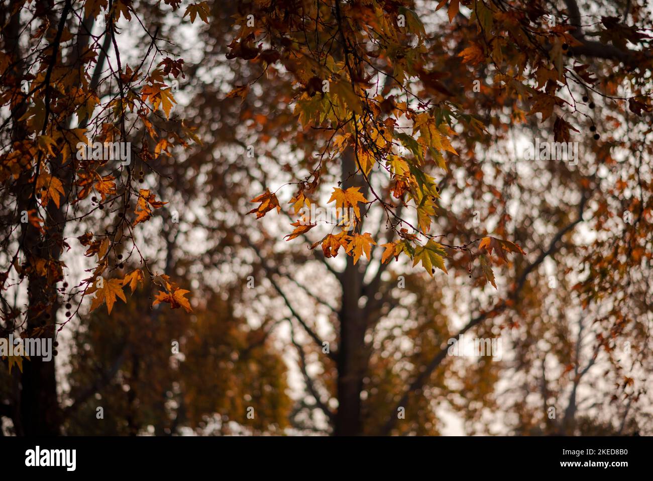 View of changed colour Maple leaves at a Mughal garden during the ...