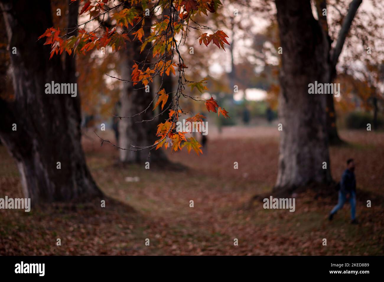 View of changed colour Maple leaves at a Mughal garden during the ...