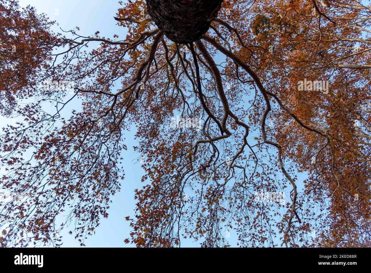 View of changed colour Maple leaves at a Mughal garden during the ...