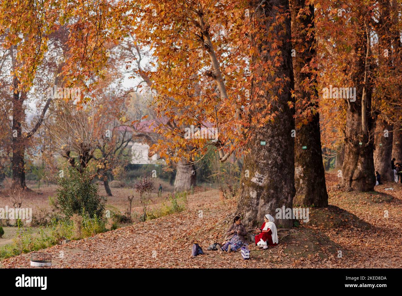 Visitors sit on fallen leaves under a maple tree during autumn in ...