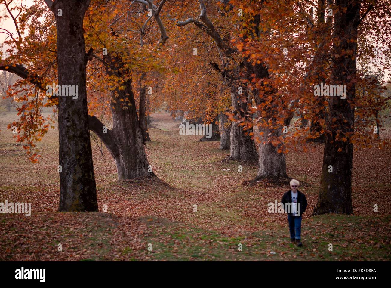 A man walks on fallen leaves of the maple trees inside a Mughal garden ...