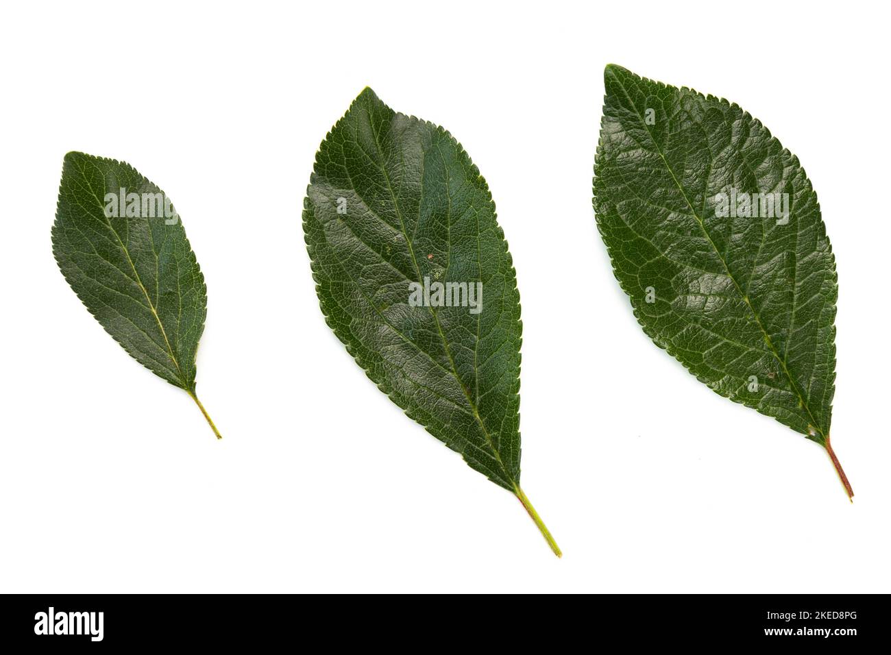 plum or cherry leaves isolated on white, top view, green fruit leaves ...