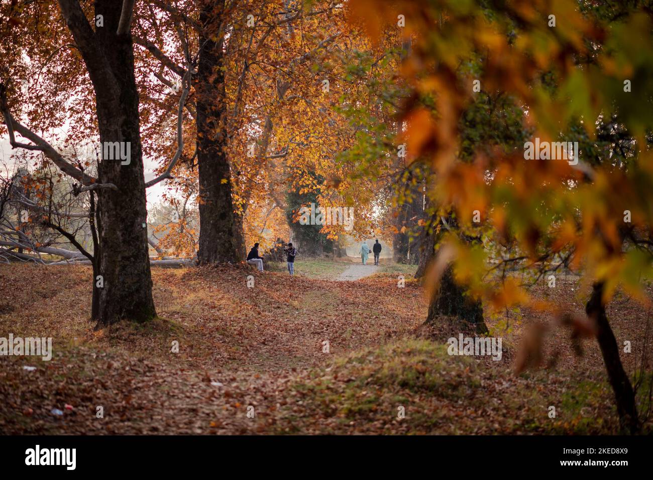 Visitors walk on fallen leaves of maple trees inside the Mughal garden ...