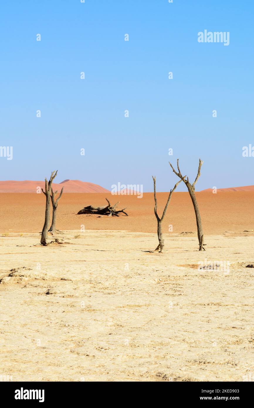 Dead Acacia trees and giant sand dunes at Dead Vlei, near Sossusvlei ...