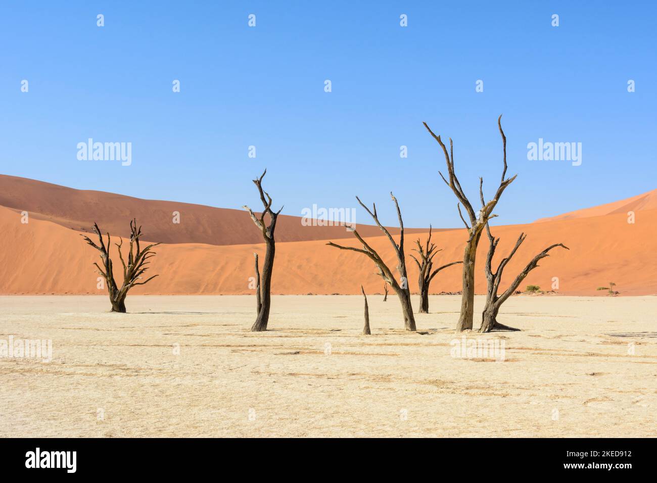 Dead Acacia trees and giant sand dunes at Dead Vlei, near Sossusvlei ...