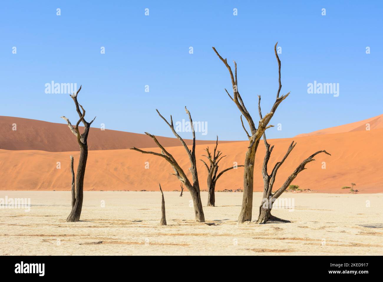 Dead Acacia trees and giant sand dunes at Dead Vlei, near Sossusvlei ...