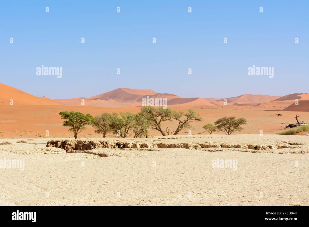 Giant sand dunes surrounding Dead Vlei, near Sossusvlei, in the Namib ...