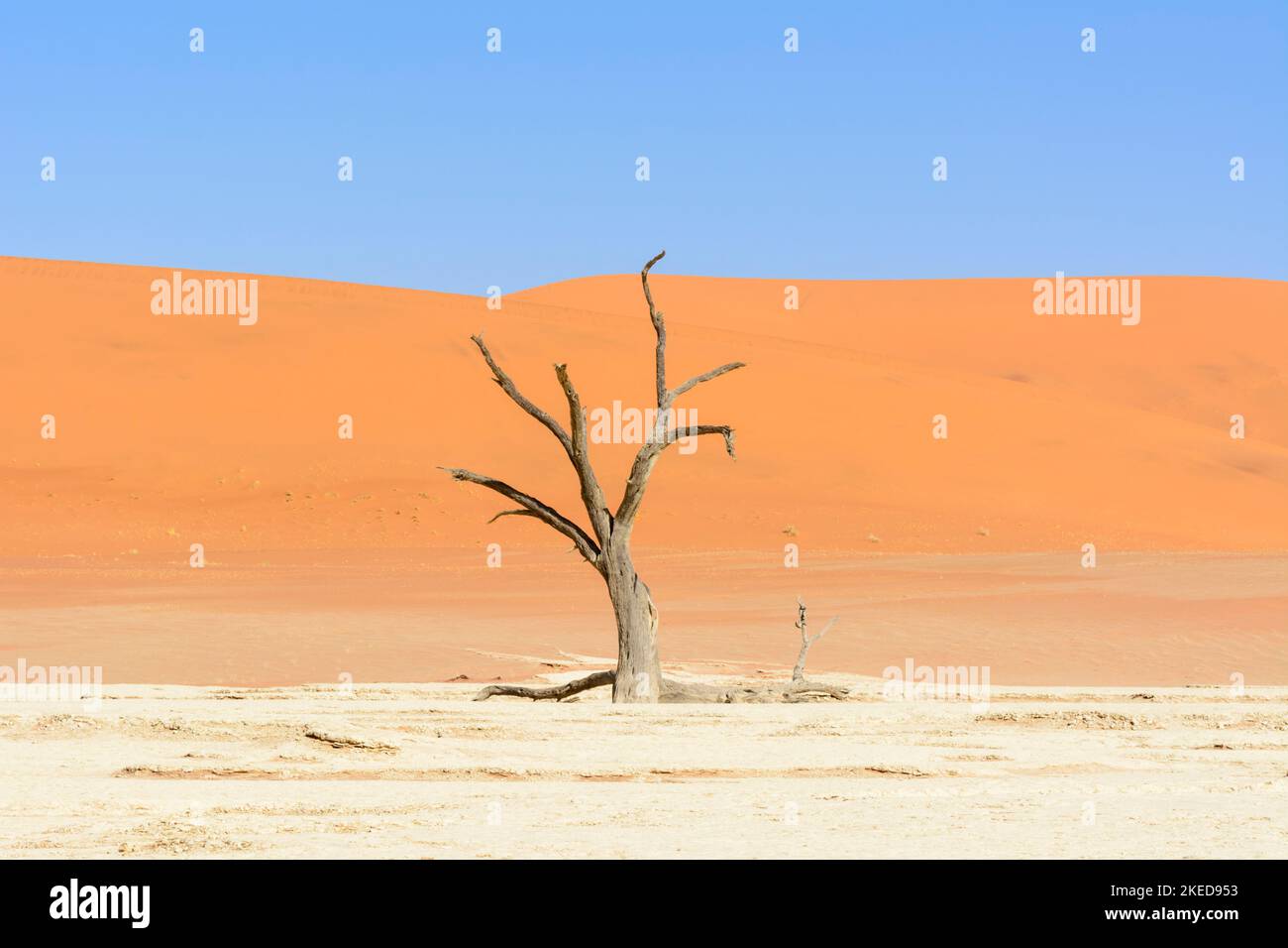 Dead Acacia tree and giant sand dunes at Dead Vlei, near Sossusvlei, in ...