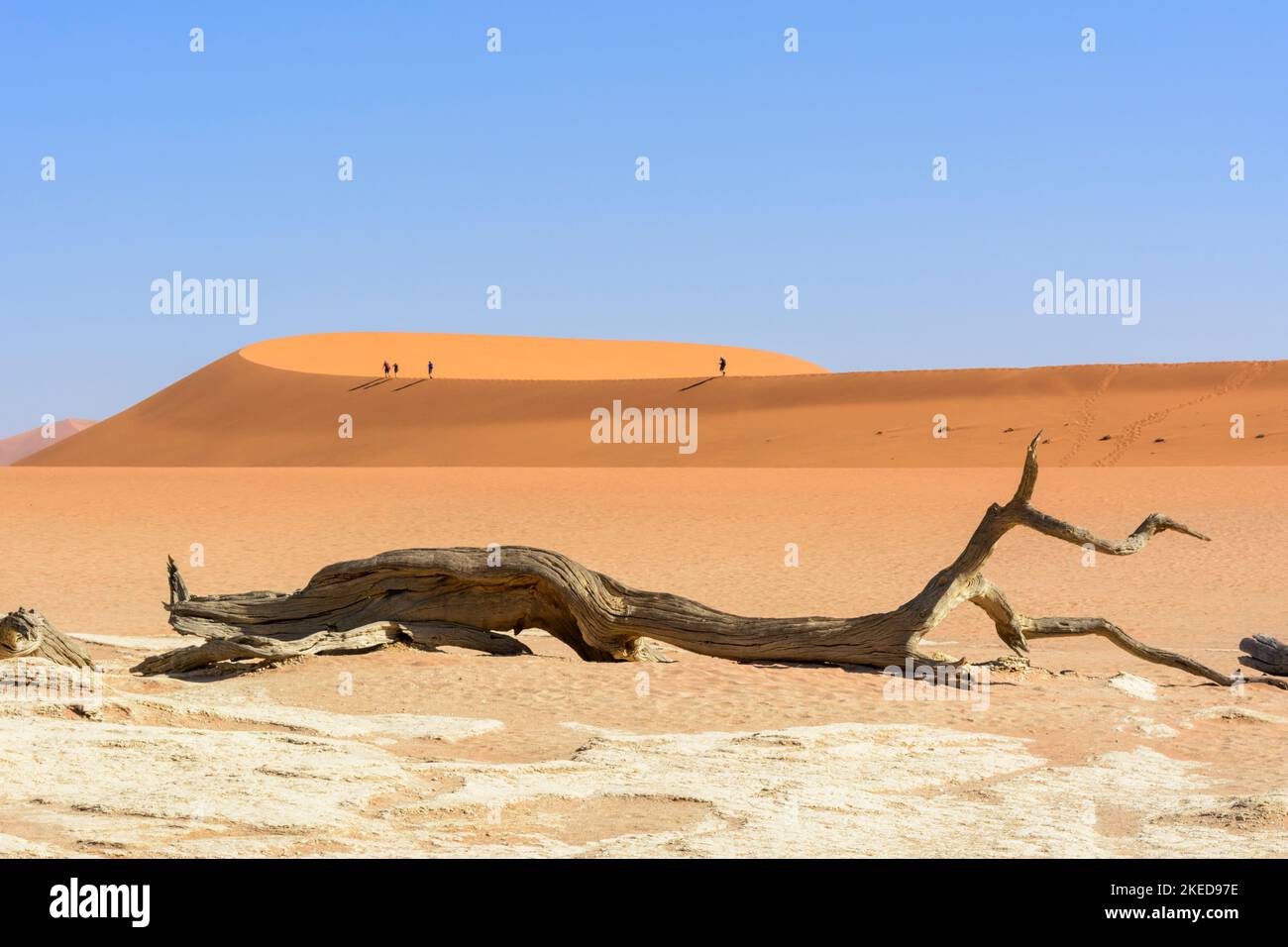 Dead Acacia trees and giant sand dunes at Dead Vlei, near Sossusvlei ...