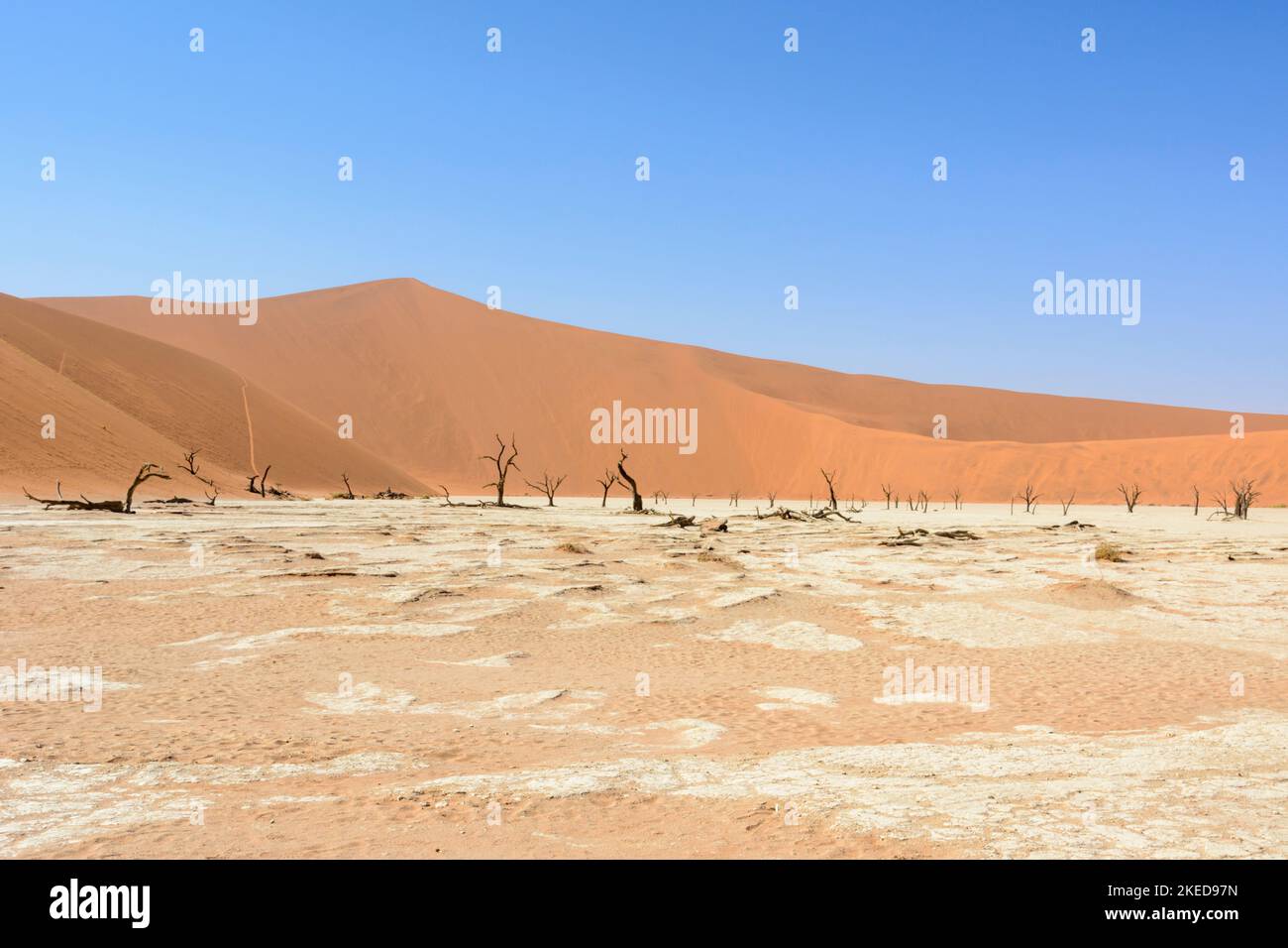Namibia desert red dunes dead trees hi-res stock photography and images ...