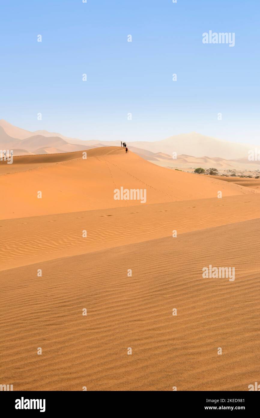 Giant sand dunes surrounding Dead Vlei, near Sossusvlei, in the Namib ...