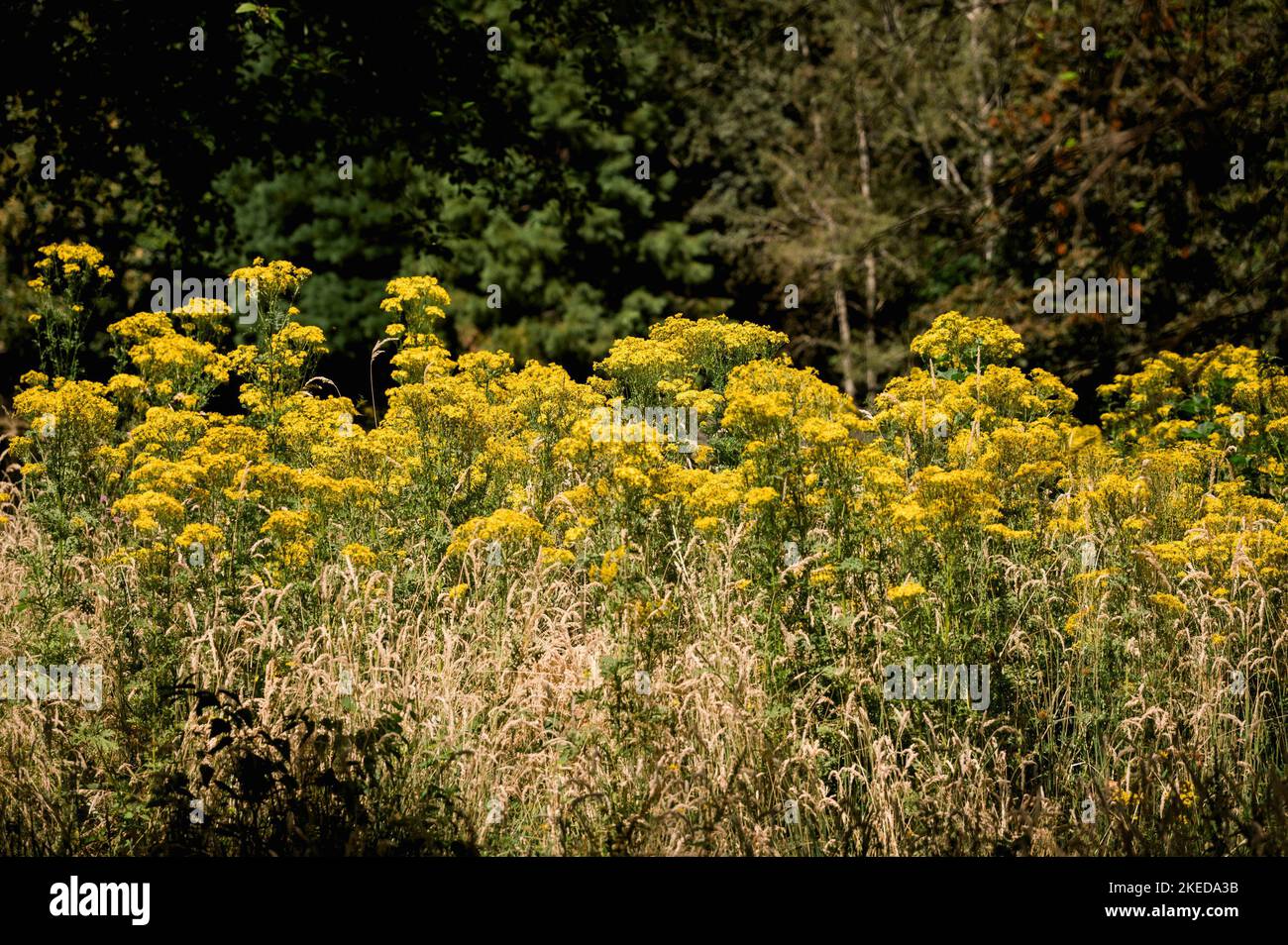 A horizontal image of wild yellow flowers field in the background of ...