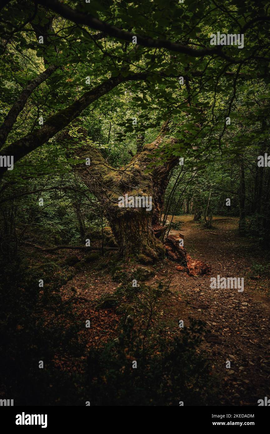 A vertical shot of an old huge tree growing in a forest Stock Photo - Alamy