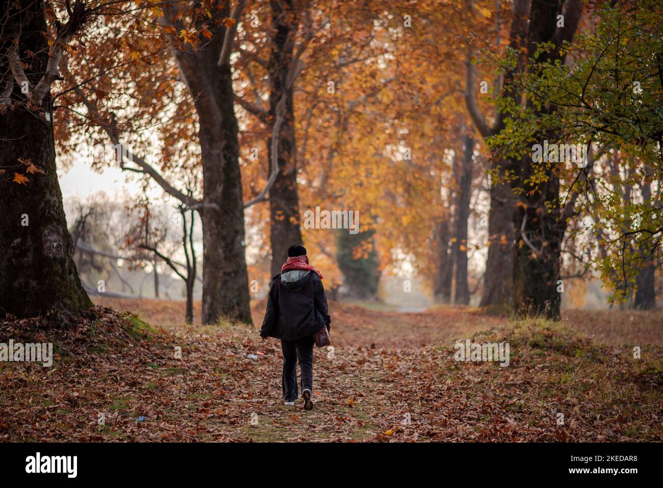 November 11, 2022, Srinagar, Jammu and Kashmir, India: A visitor walk ...