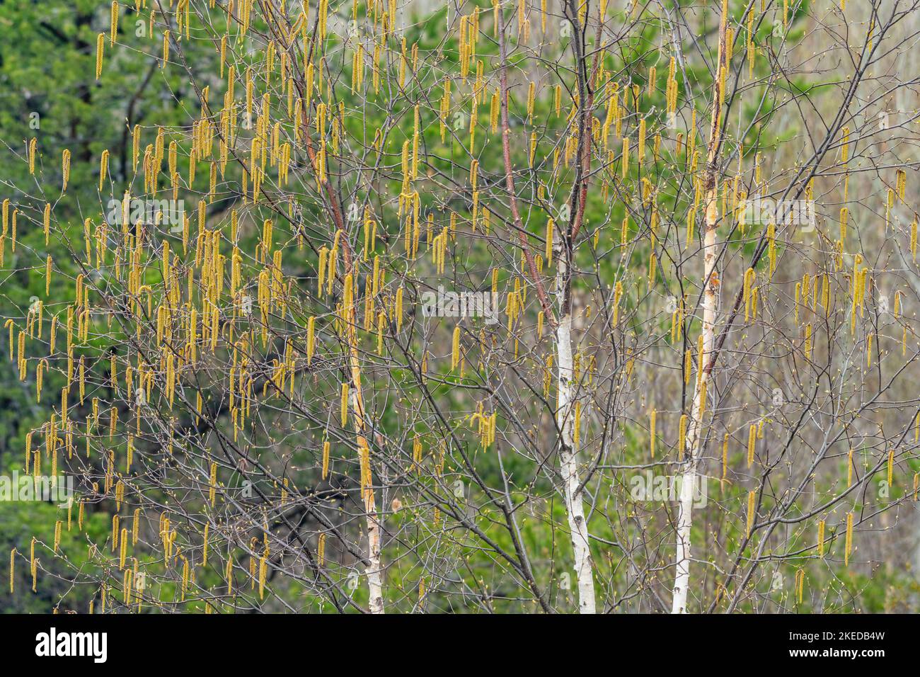 Wind pollination hi-res stock photography and images - Alamy