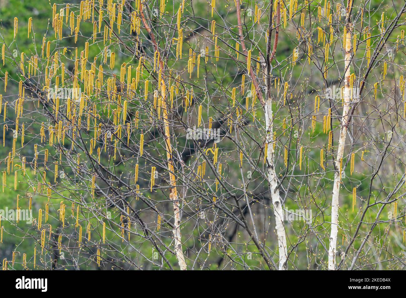 White birch (Betula papyrifera) catkins, Greater Sudbury, Ontario ...