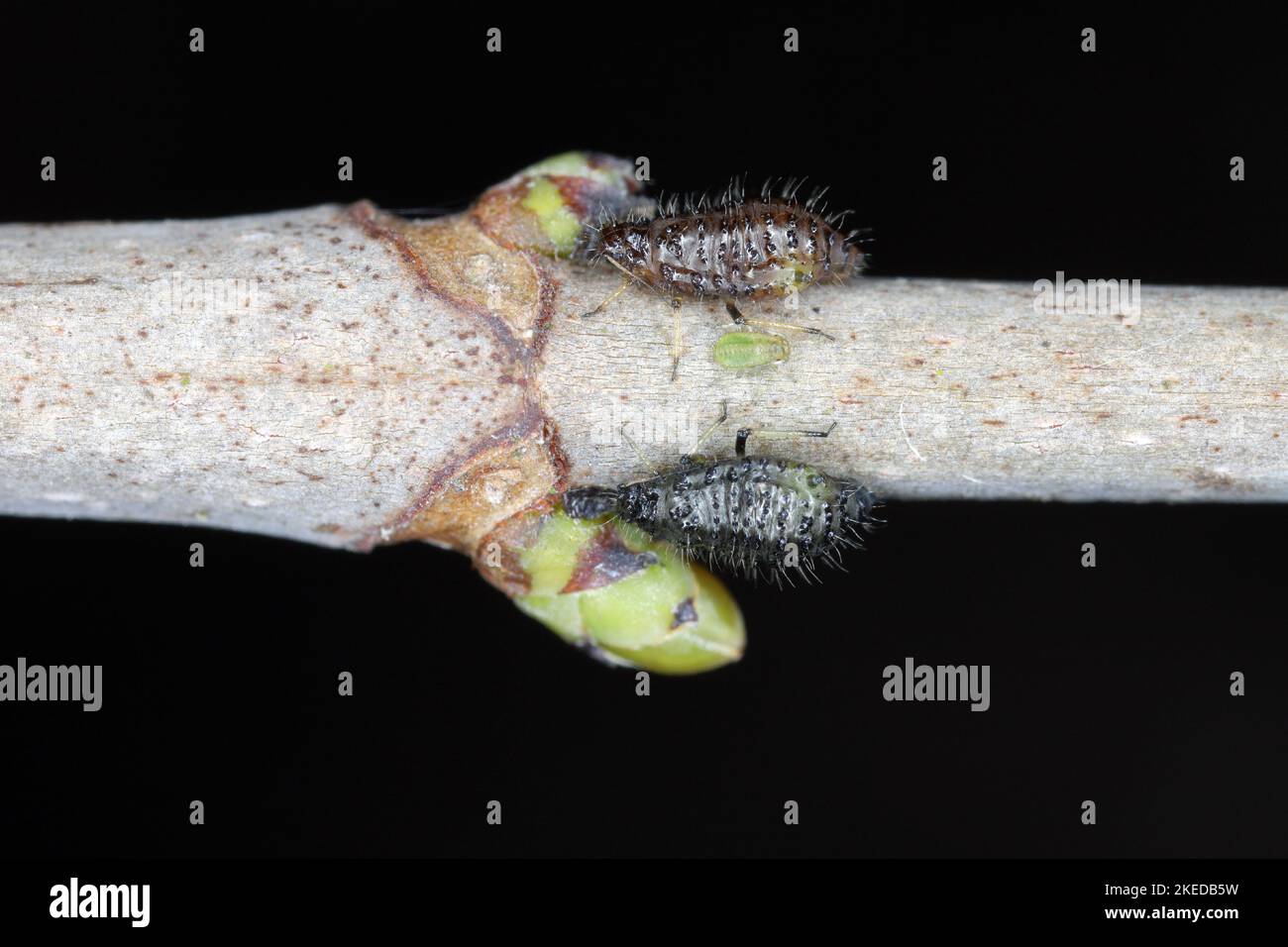 Aphids ,Periphyllus californiensis, giving birth to young aphids on the ...