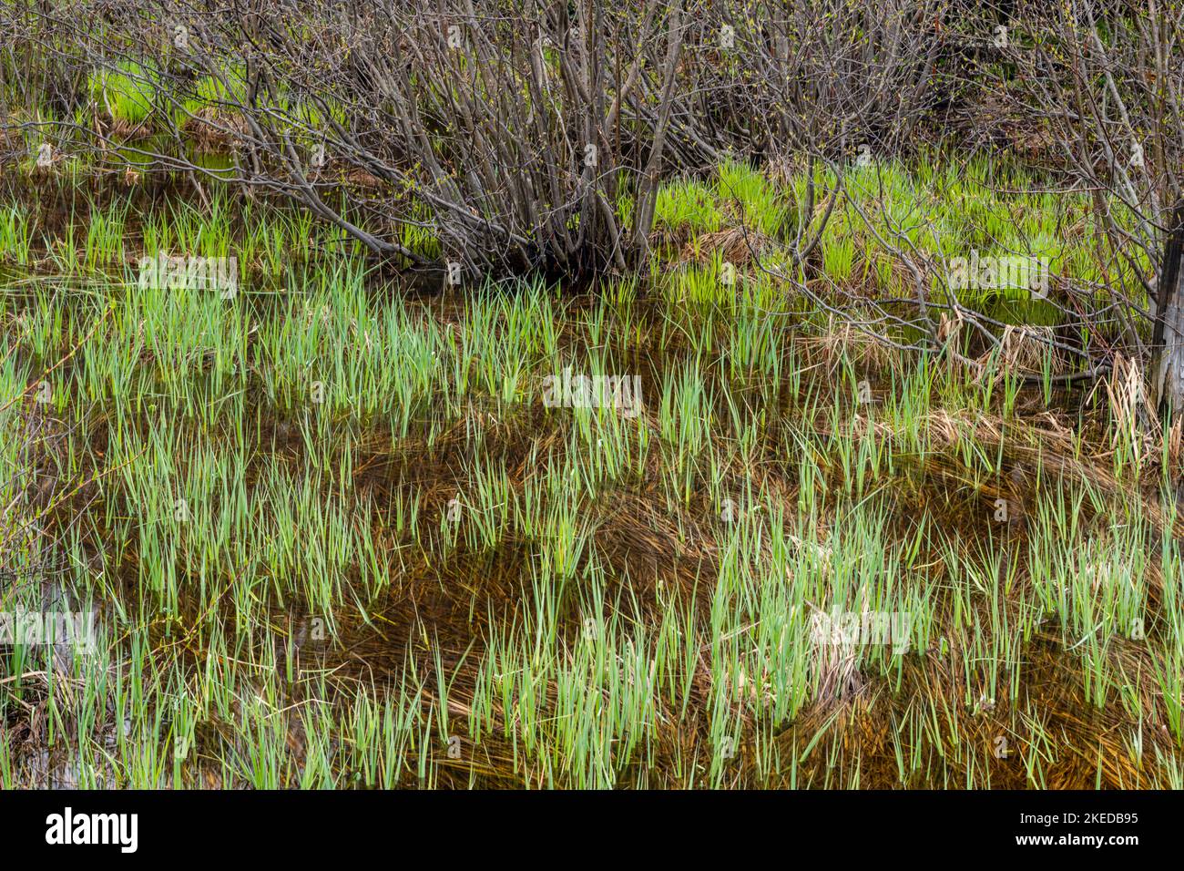 Marsh grasses emerging in wetland, Greater Sudbury, Ontario, Canada ...