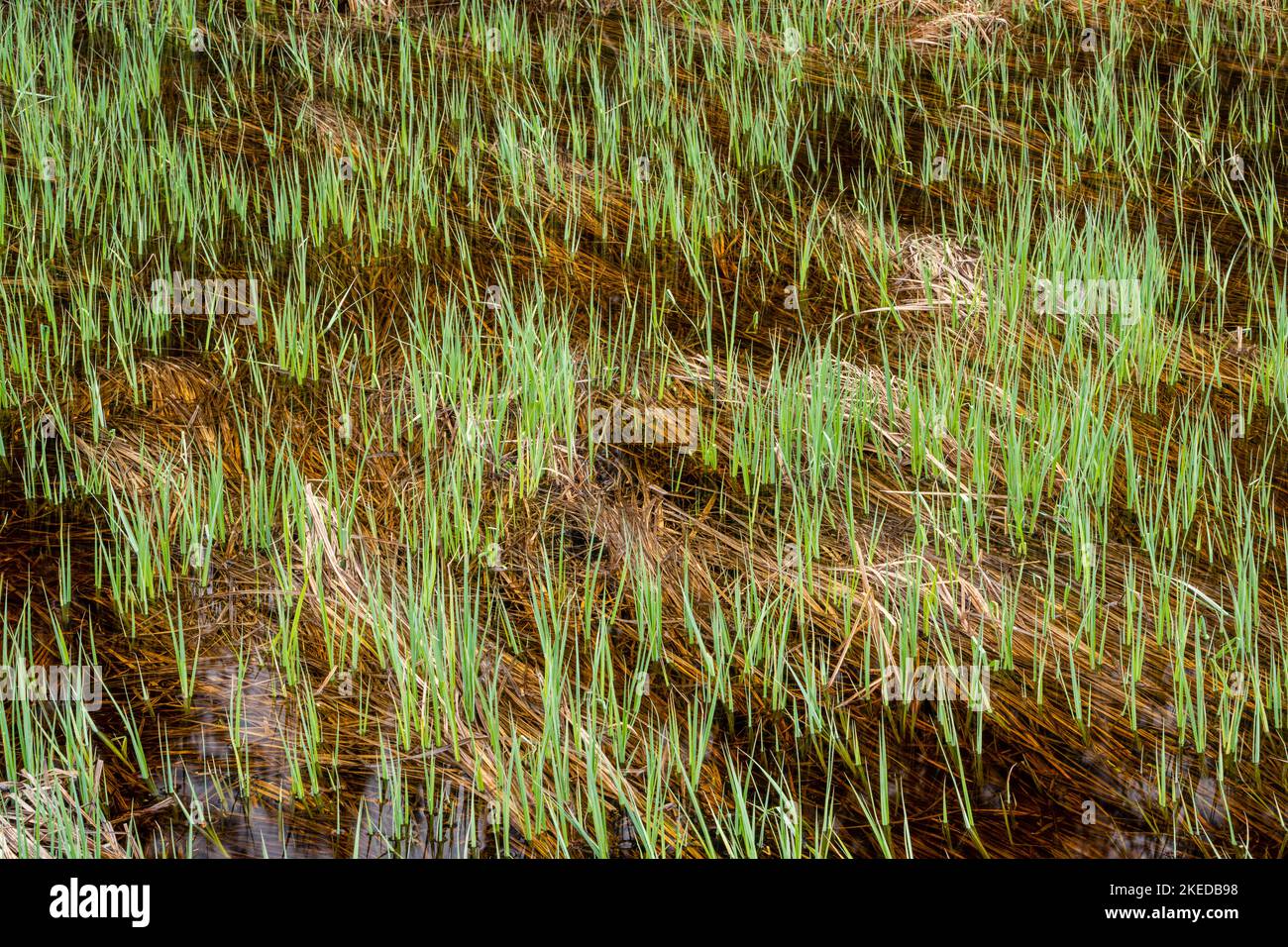 Marsh grasses emerging in wetland, Greater Sudbury, Ontario, Canada ...