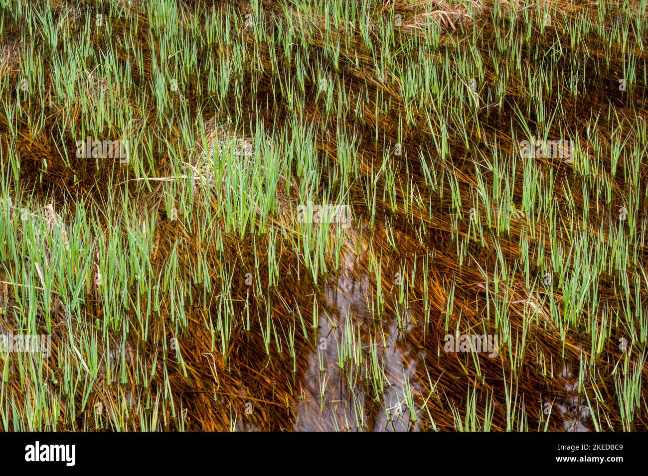 Marsh grasses emerging in wetland, Greater Sudbury, Ontario, Canada ...
