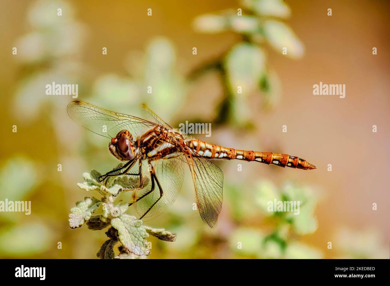 A Variegated meadowhawk (Sympetrum corruptum) sitting on a plant on ...