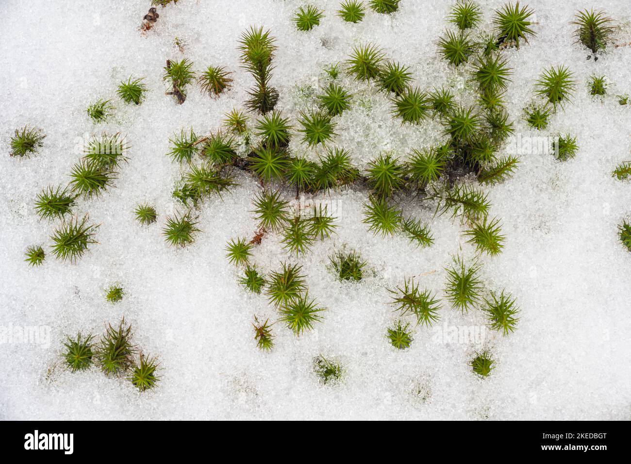 Juniper Moss (Polytrichum juniperinum) and melting snow, Greater ...