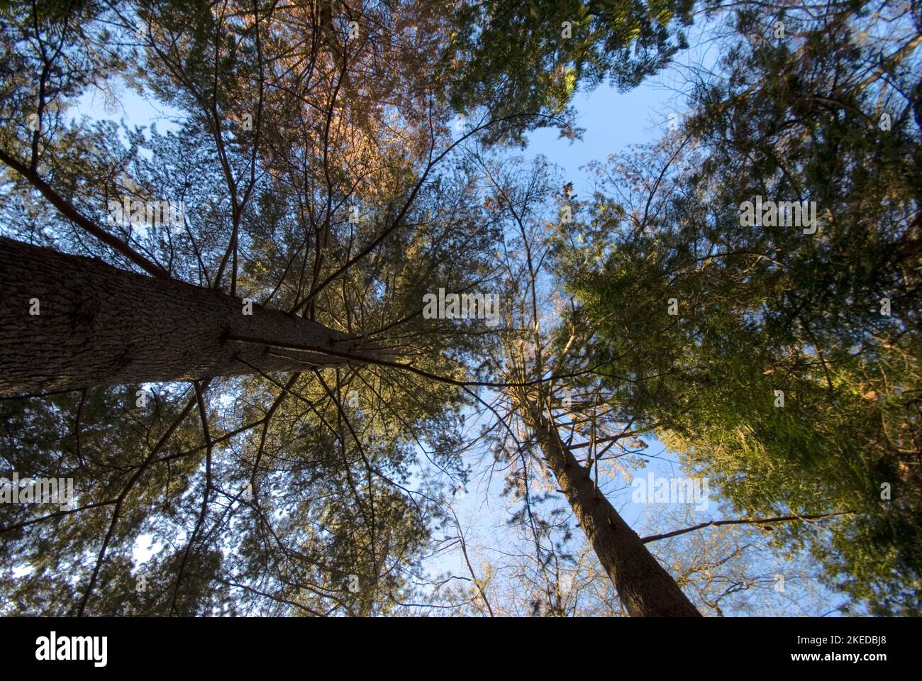 Sky and Trees Stock Photo - Alamy