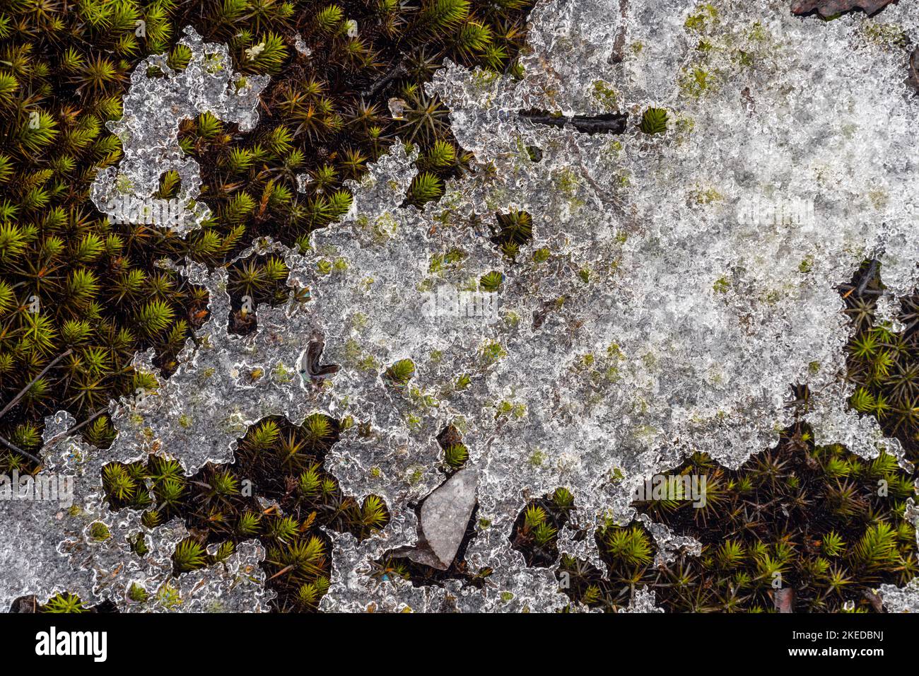 Juniper Moss (Polytrichum juniperinum) and melting snow, Greater ...
