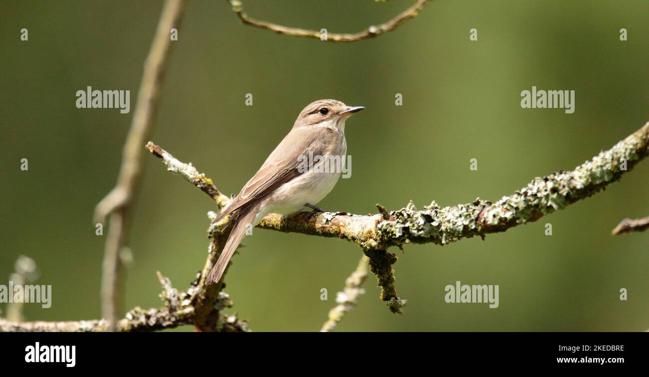 Flycatcher plumage hi-res stock photography and images - Alamy