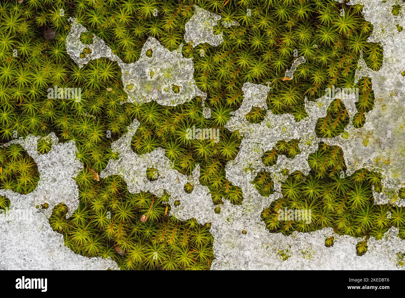 Juniper Moss (Polytrichum juniperinum) and melting snow, Greater ...