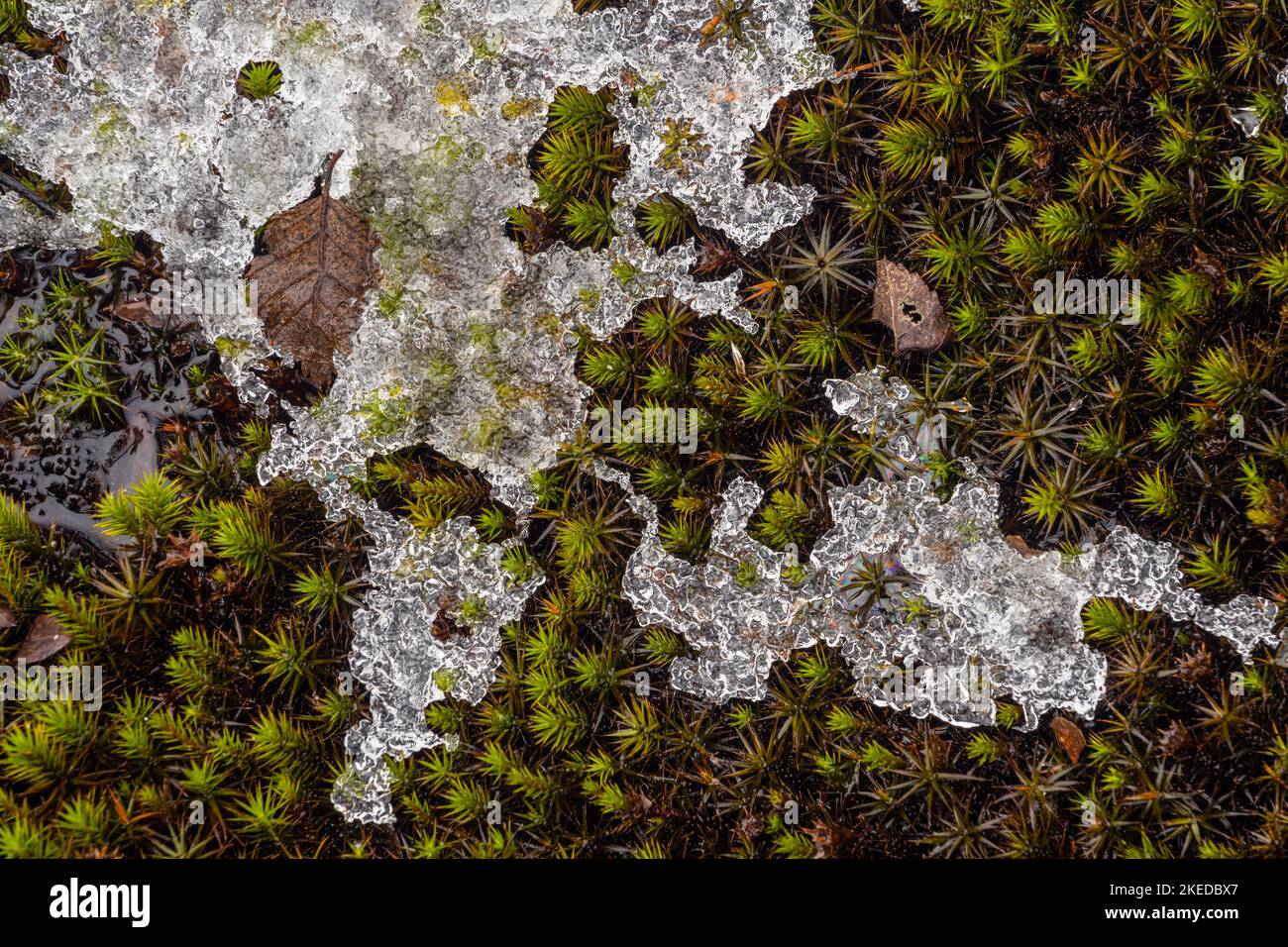 Juniper Moss (Polytrichum juniperinum) and melting snow, Greater ...