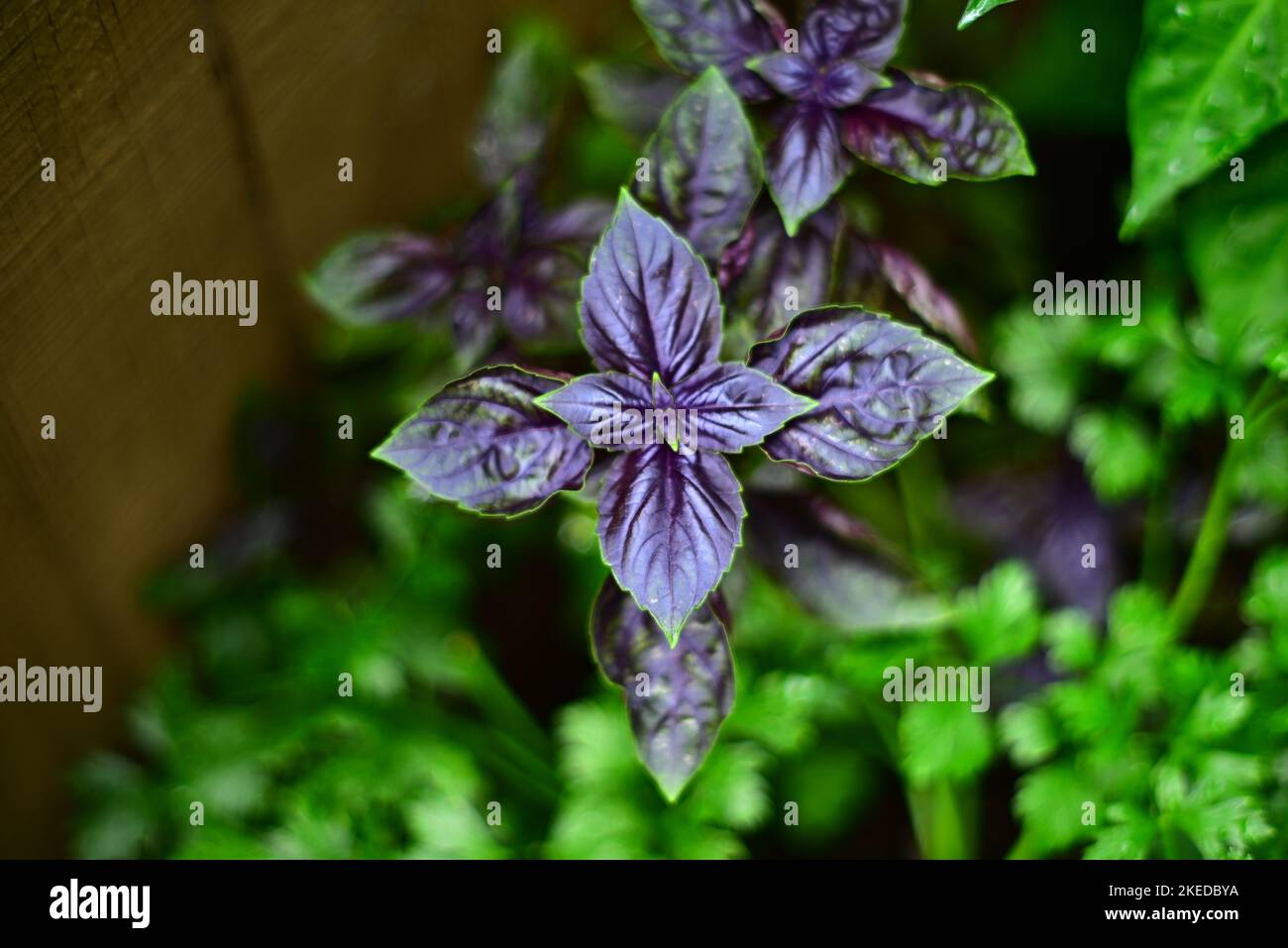 A top view of a dark opal basil plant on a natural blurred background ...