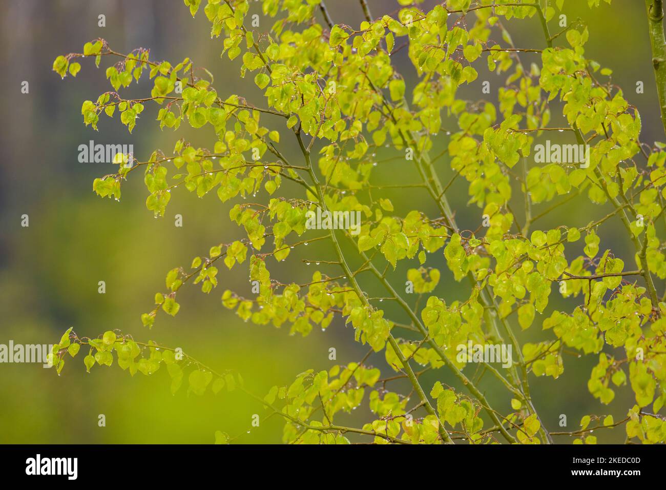 Trembling aspen (Populus tremuloides) Emerging leaves in spring ...