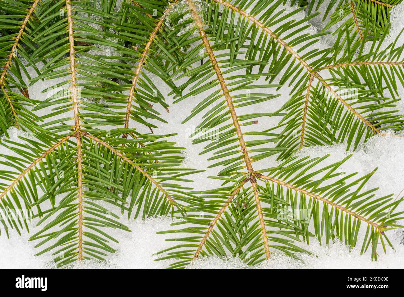 Ontario balsam tree hi-res stock photography and images - Alamy