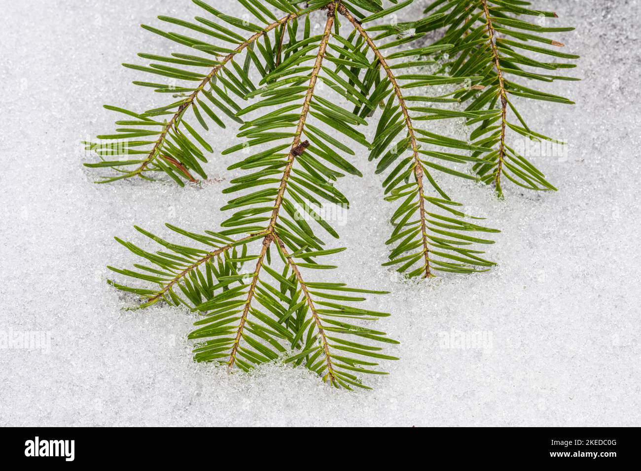 Ontario balsam tree hi-res stock photography and images - Alamy
