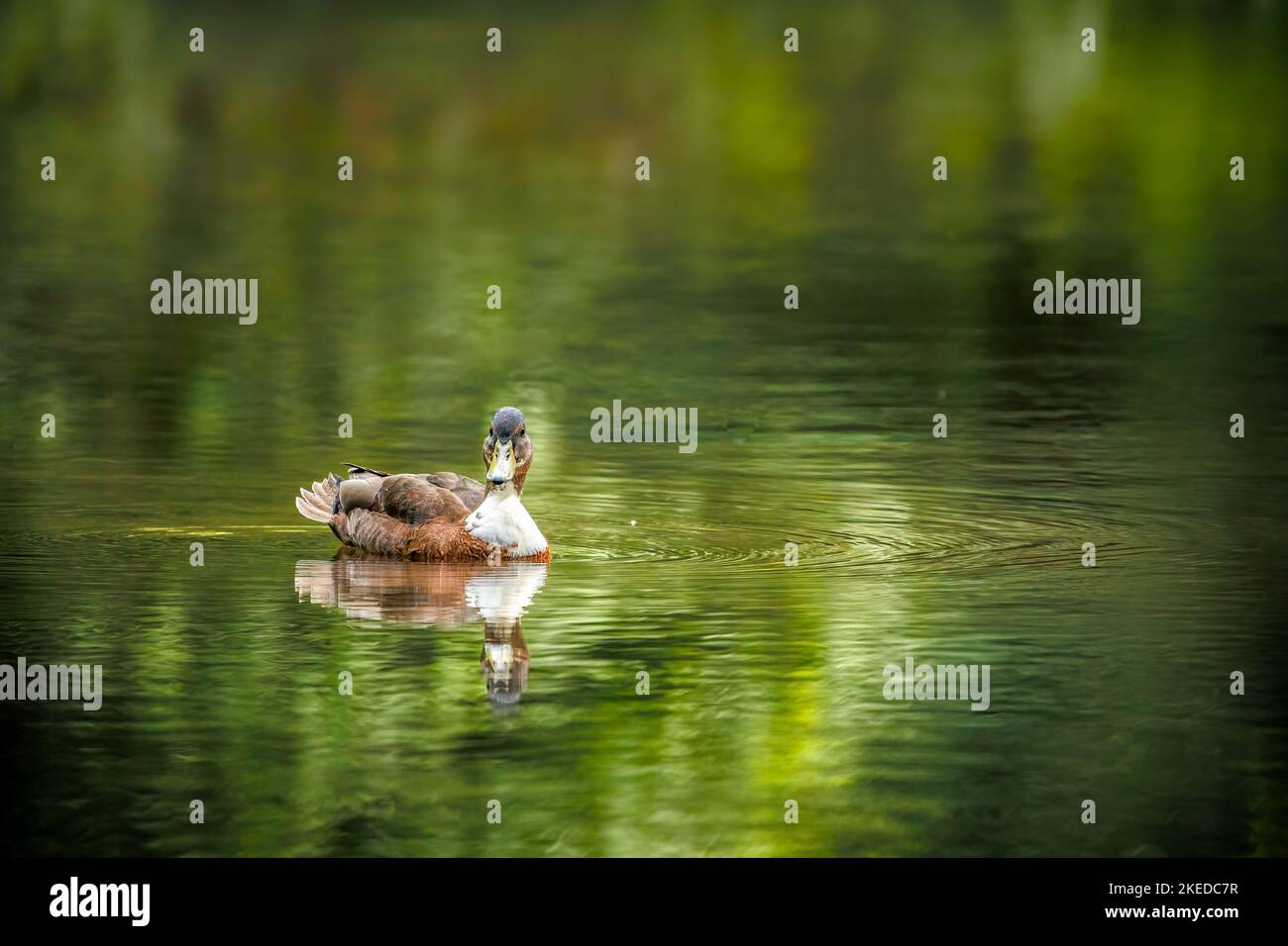 Duclair duck hi-res stock photography and images - Alamy