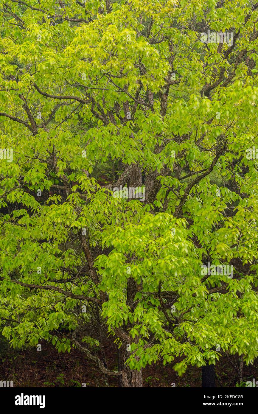 Chinquapin Oak (Quercus muehlenbergii), Pinery Provincial Park, Grand ...