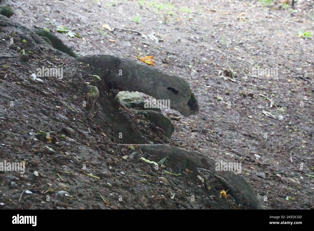Snake looking tree roots hi-res stock photography and images - Alamy