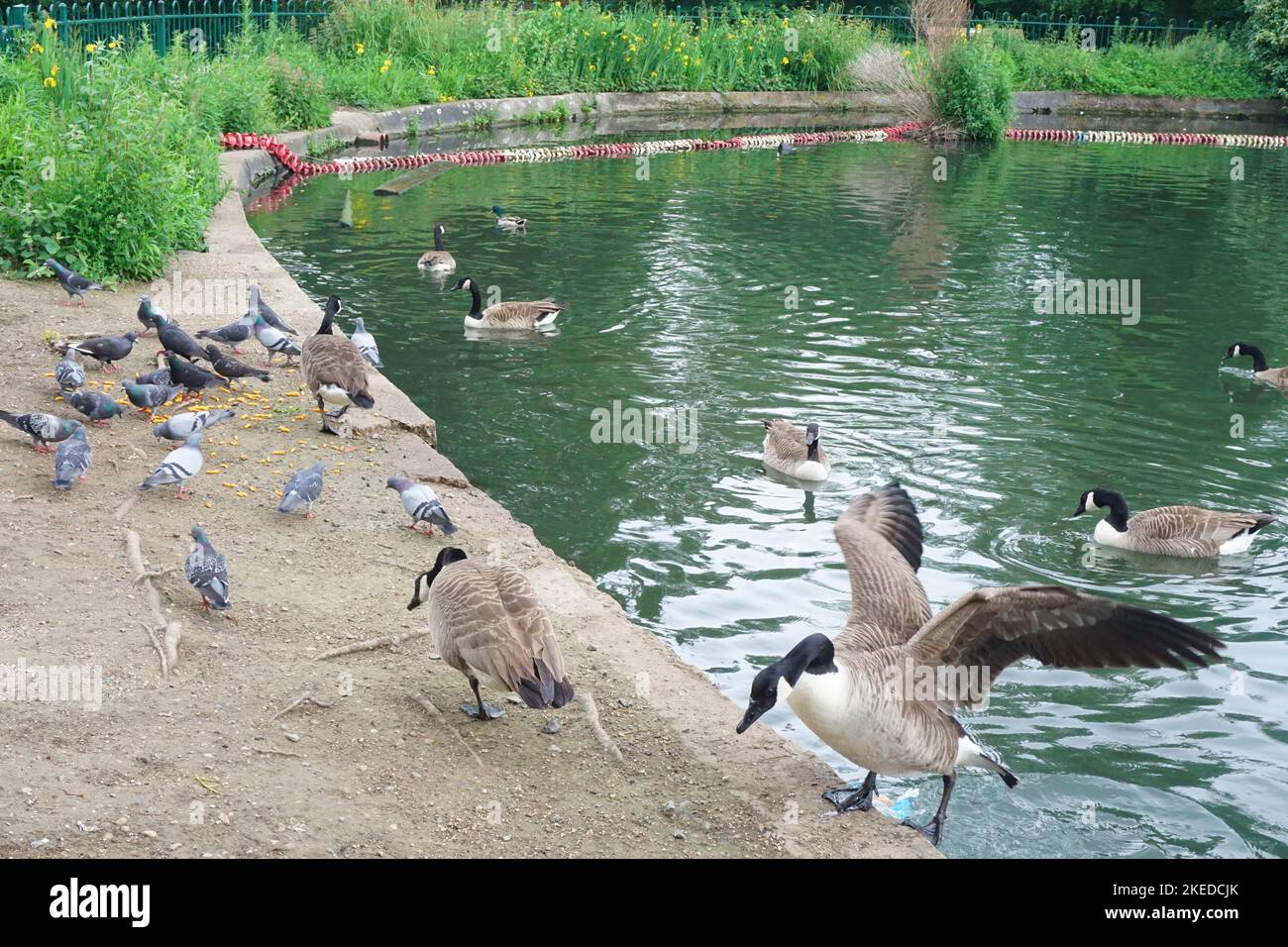 Ducks at the side of a lake in Crystal Palace Pk, London, England, U.K ...