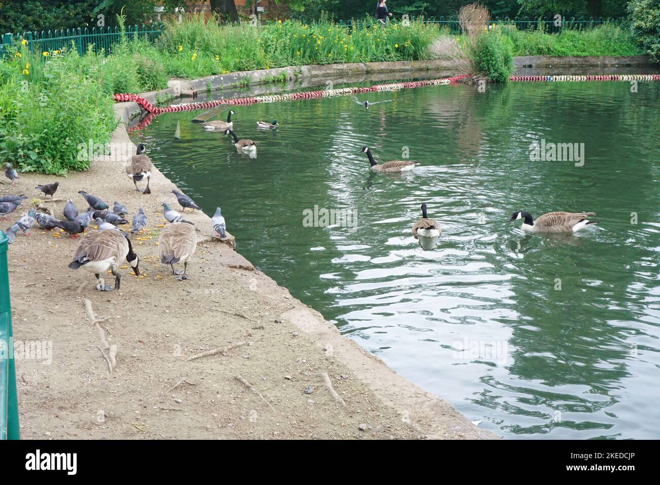 Ducks at the side of a lake in Crystal Palace Pk, London, England, U.K ...