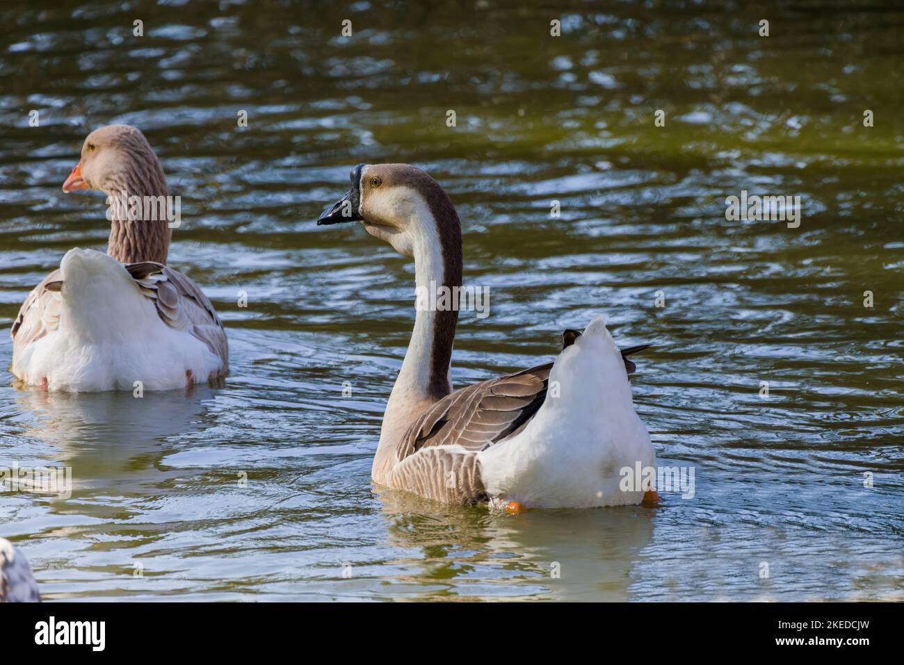 African domestic goose. The African goose is a breed of domestic goose ...