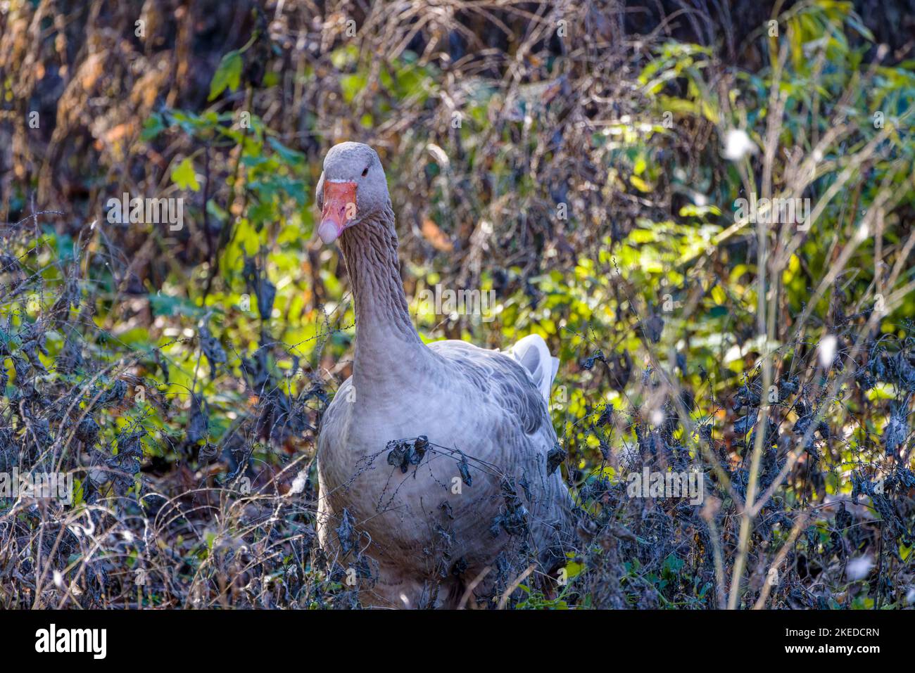 The American Buff goose is a breed of domestic goose native to the ...