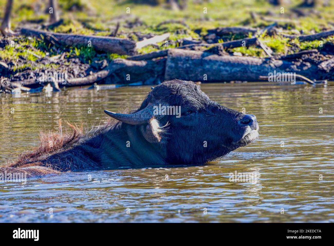 The water buffalo (Bubalus bubalis), also called the domestic water ...